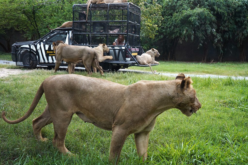 ส่องสัตว์ไม่ต้องไปไกลถึงแอฟริกาใต้ ซาฟารี เวิลด์ (Safari World) #ก็พอ ...